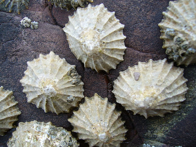 PETXINES: Pegellida, barretets (Patella spp.)