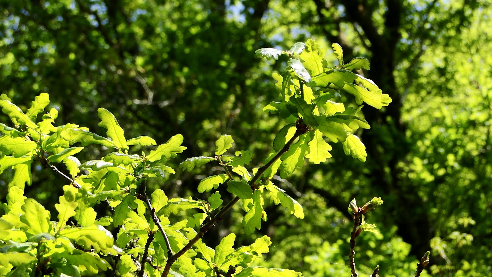 exils [les jours noirs]: Gjallarhorn - Suvetar (Goddess of Spring)