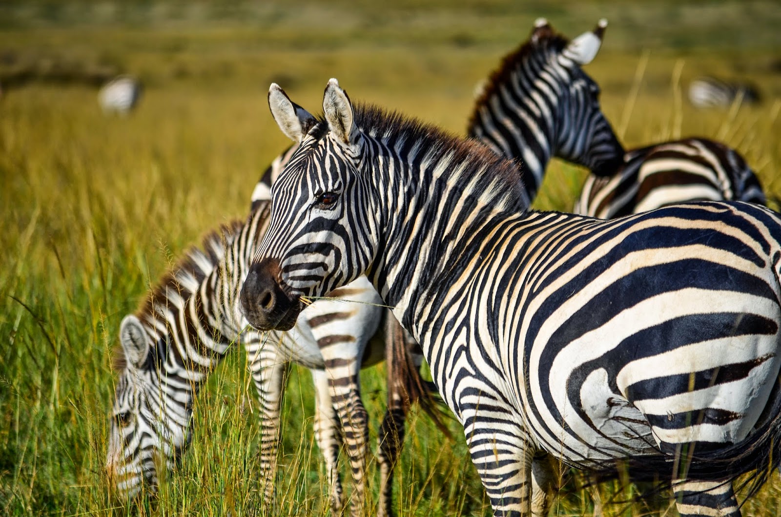 Cannundrums: Grant's Zebra