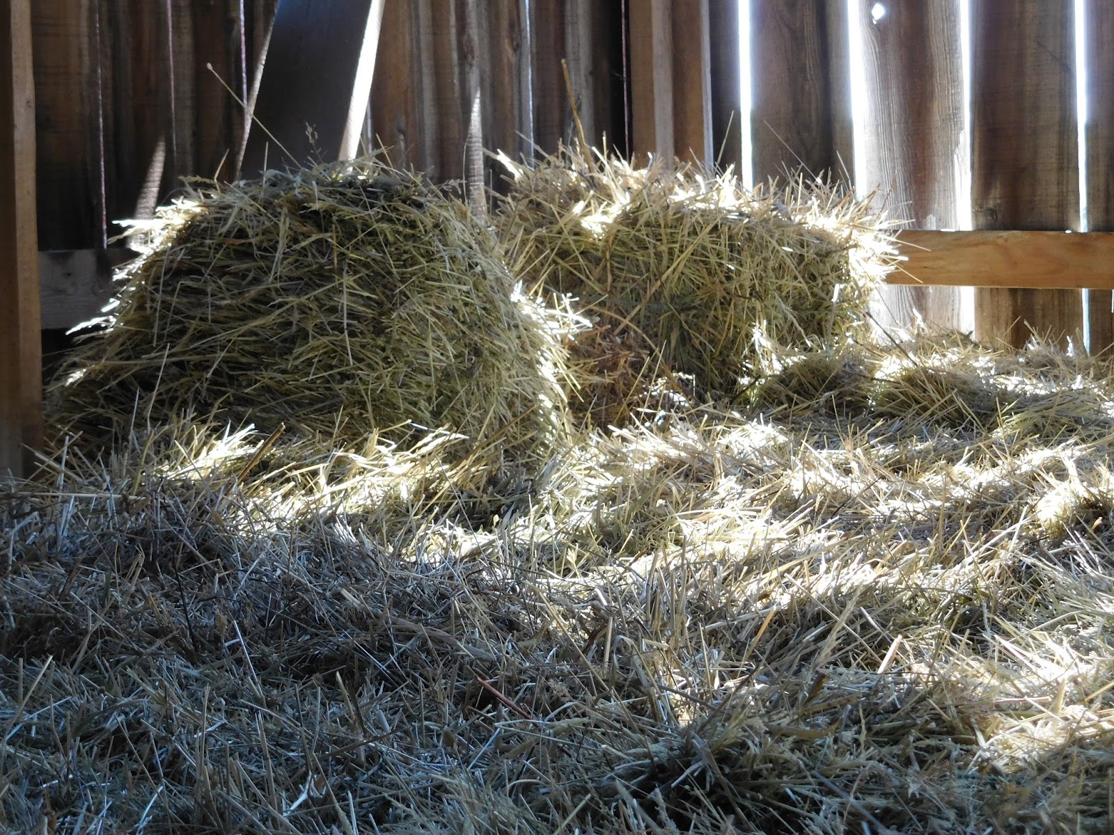 Carogil Farm: Putting Up Hay