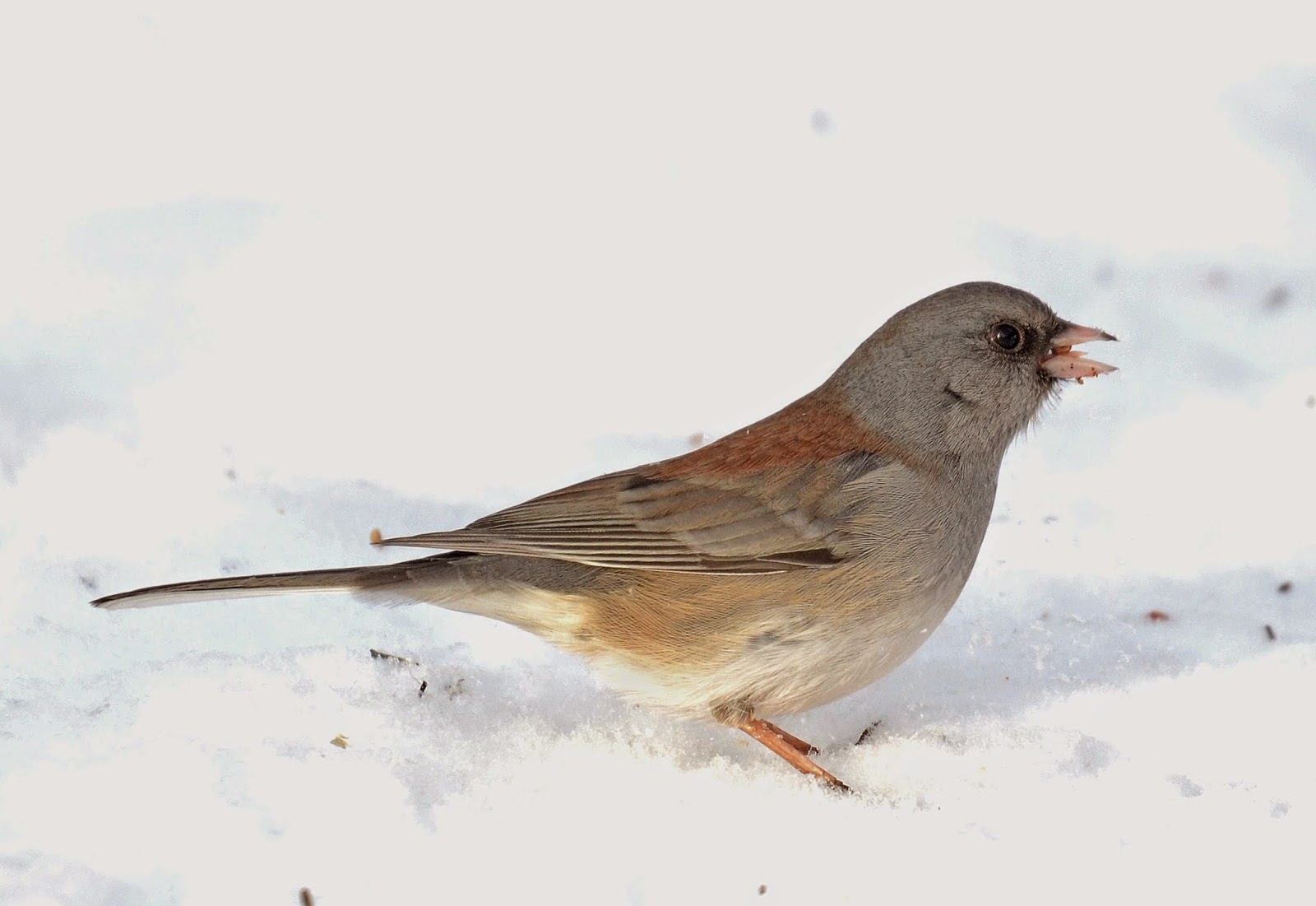 Bird Hybrids: Dark-eyed Junco intergrades - Pink-sided Junco x Grey ...