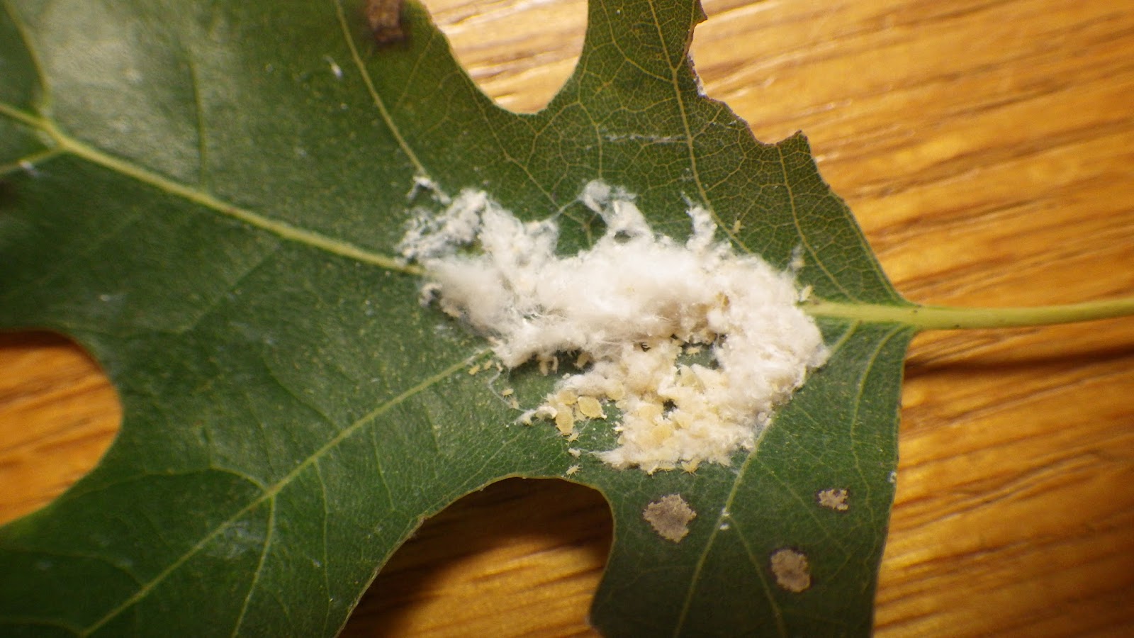 Upper Coast IPM: Woolly Oak Aphid