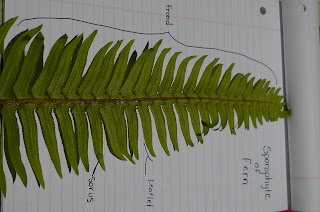 Scrapbook - Term 3: The parts of a fern