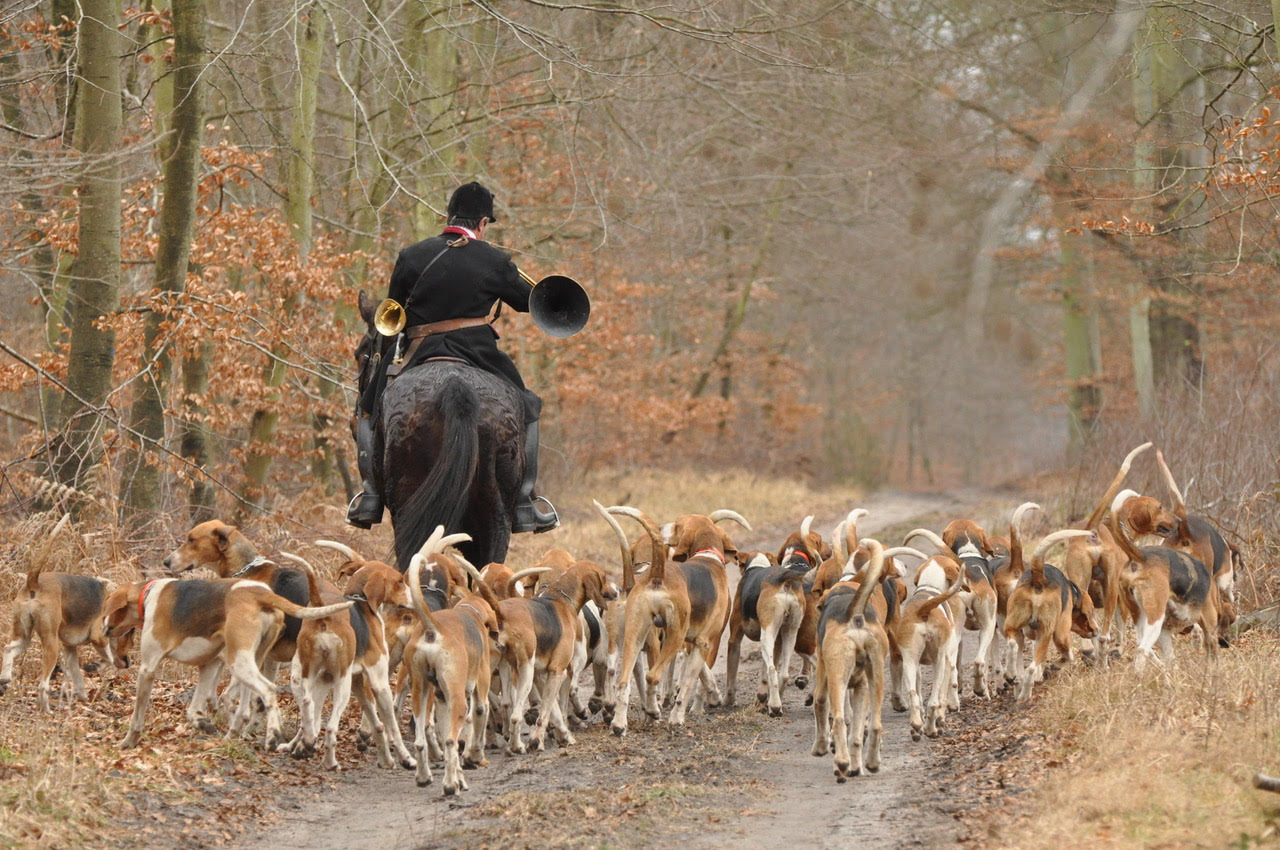 Le blog de l'AFEF: Chasse à courre, enjeux aujourd'hui, conférence