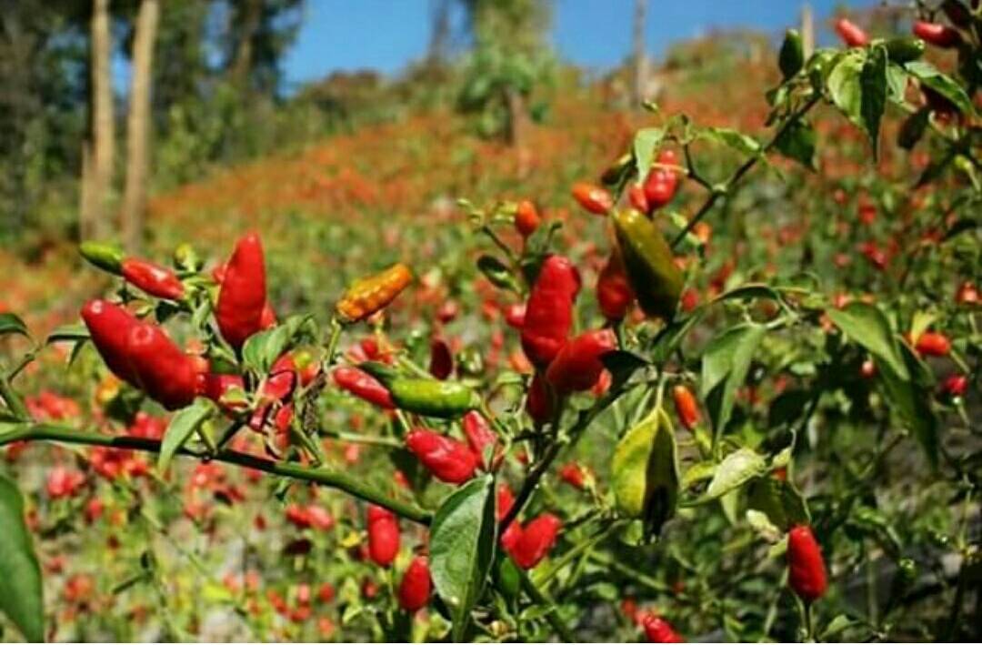 Mizo Chawhmeh (Mizo Foods/Curry) | TIMES OF MIZORAM