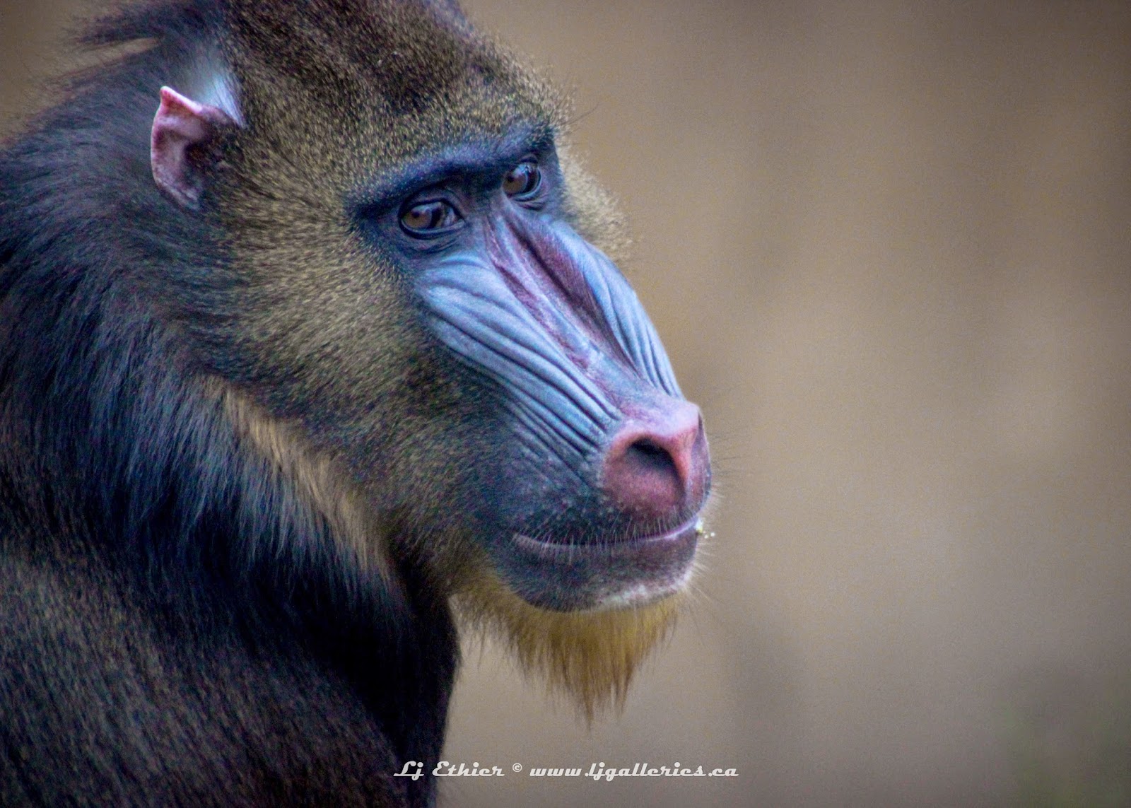 xFrame: Wildlife Portraits