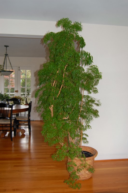 The Indoor Garden: My Ming aralia