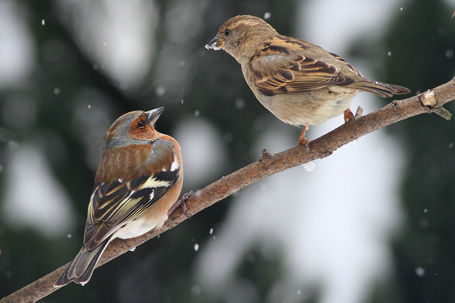 FREE BIRDS/ svobodne ptice: ZIMA PA KAR VZTRAJA