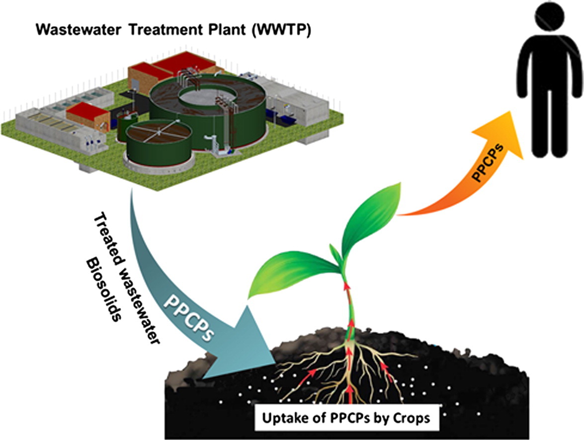 Biosolids Battle Blog: Sewer Sludge / Biosolids & Plant Uptake of Toxins