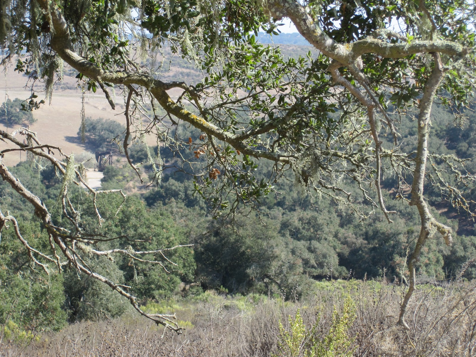 Exploring the Central Coast: Los Flores Ranch Park