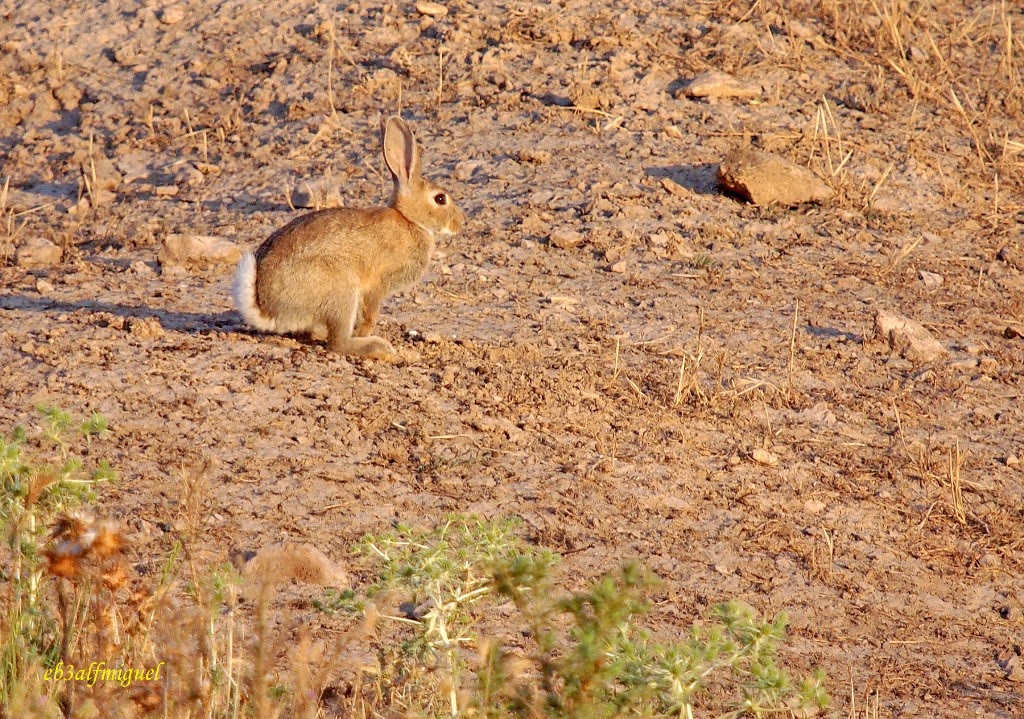 Miguel fotografia: Conejo común o europeo (Oryctolagus cuniculus)