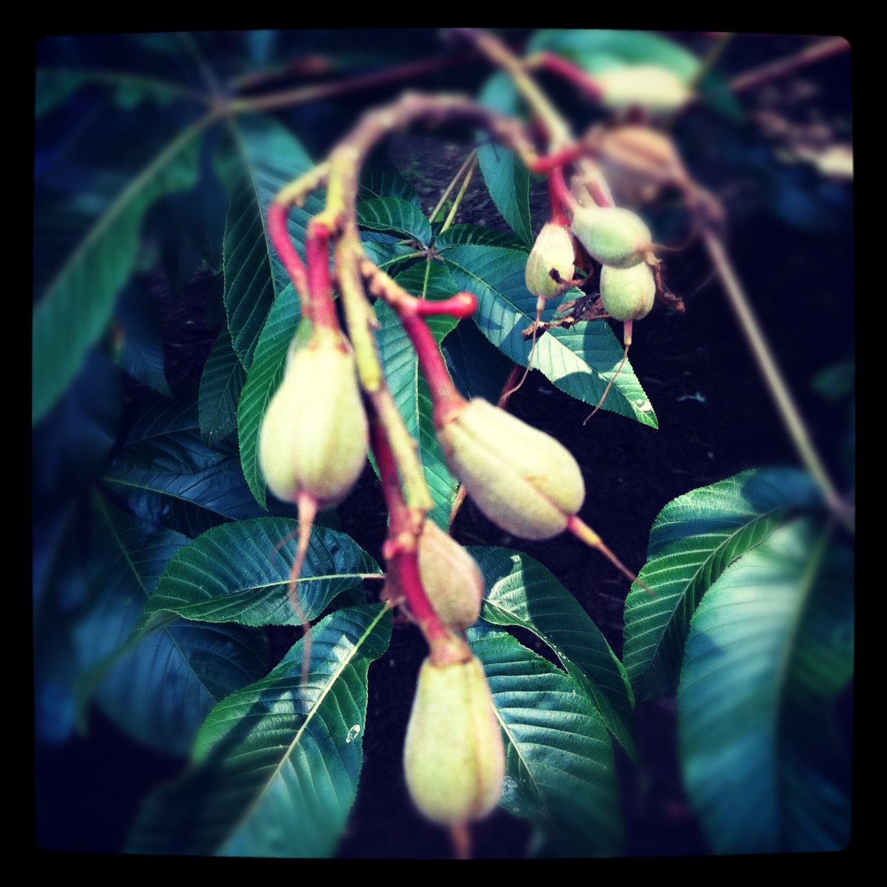 A Year With the Trees: Yellow Buckeye -Aesculus flava