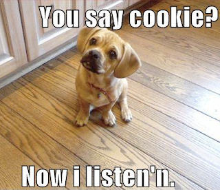 SHHHH...! When NOT To Talk To Your Dog - Calm Energy Dog Training