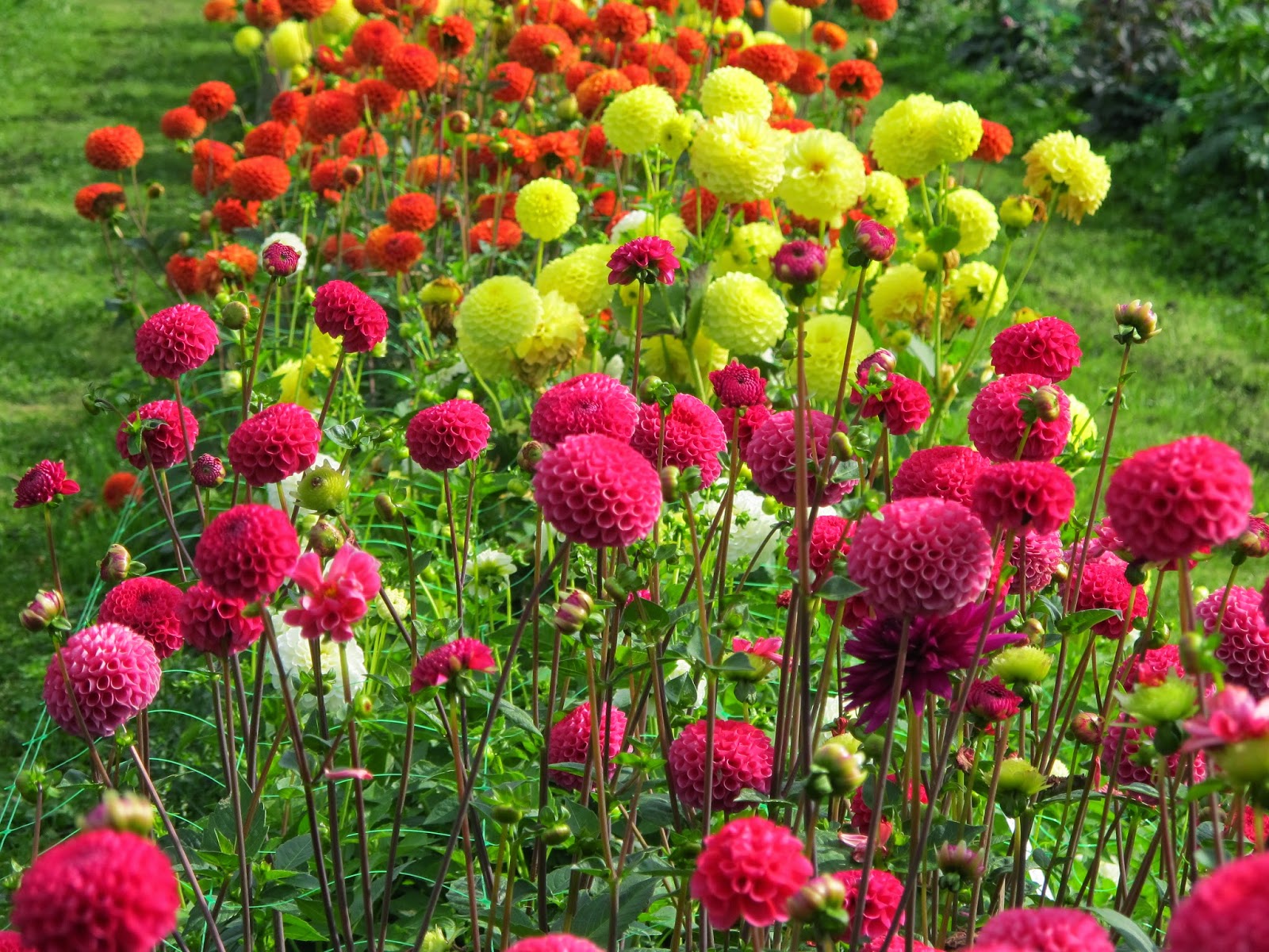 Flowers by Shamini: Withypitts Dahlias: The flower field