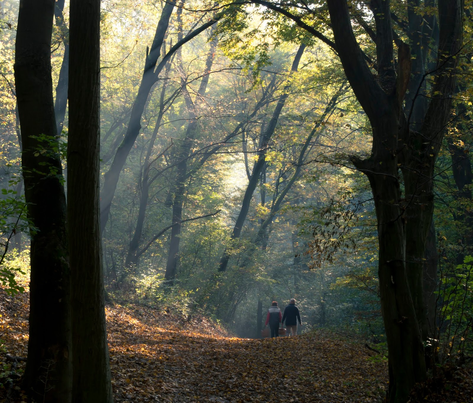 Történetek képekkel: Elvarázsolt erdő