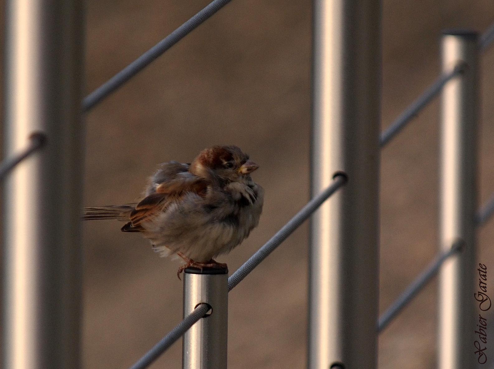 HEGAZTIKLIK: GORRIÓN COMÚN (Passer domesticus)