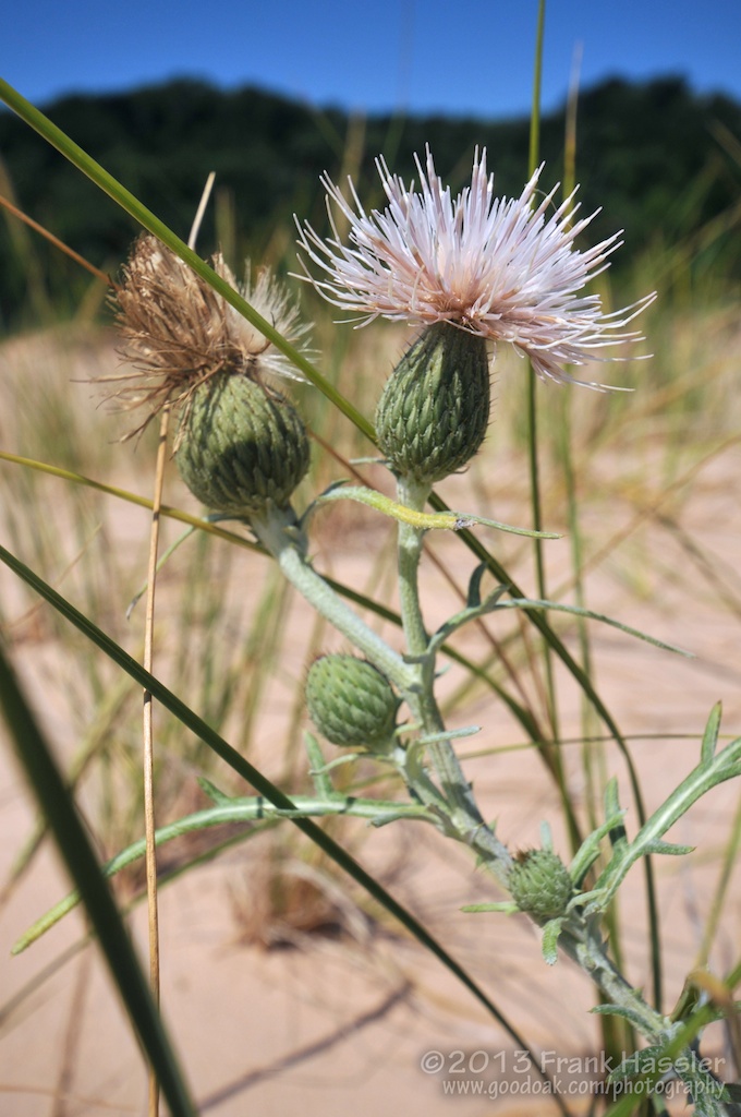 Good Oak News: Native Thistles: Pillars of the (Natural) Community
