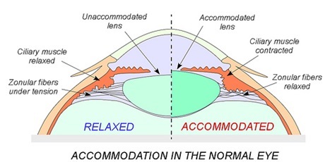 Medical Stuff: Lensa Mata dan Katarak