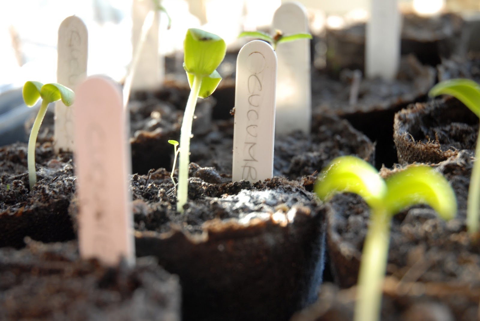 An Alameda Garden: Save Your Seedlings! 7 Ways to Prevent Damping Off