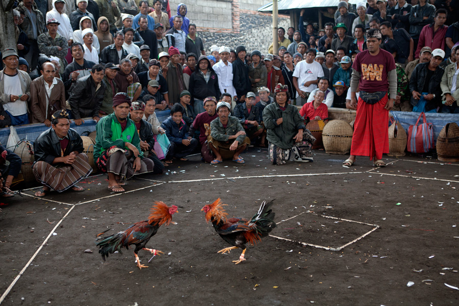 Pix Grove: Balinese Rooster Fight