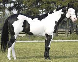 Clasificación de caballos: IMAGENES DE LOS DISTINTOS COLORES DE CABALLOS