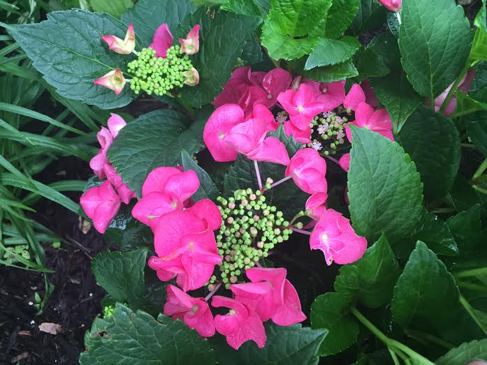 Springwood Gardens' Southwestern PA Gardening: 'Cherry Explosion': An ...