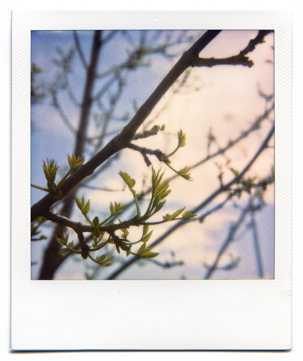 leslie mcdaniel photography - the blog: The Emergence of Spring in ...