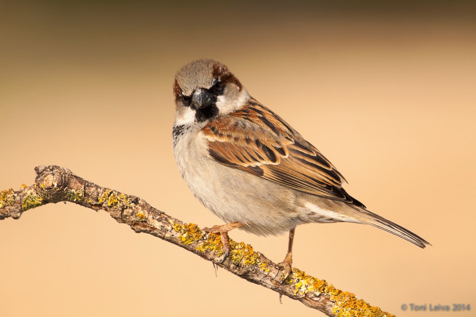 Naturaleza en imágenes: Día Mundial del Gorrión (World Sparrow Day)