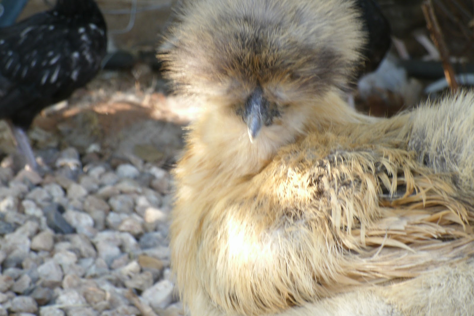 Big Chicken, Little Chicken, Tiny Chicken, Chick-ken Contest - Ended ...