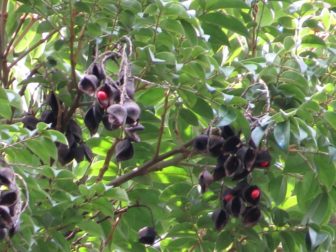 Flying Fish Friends: Rare Trees at MacRitchie Forest: Xerospermum ...