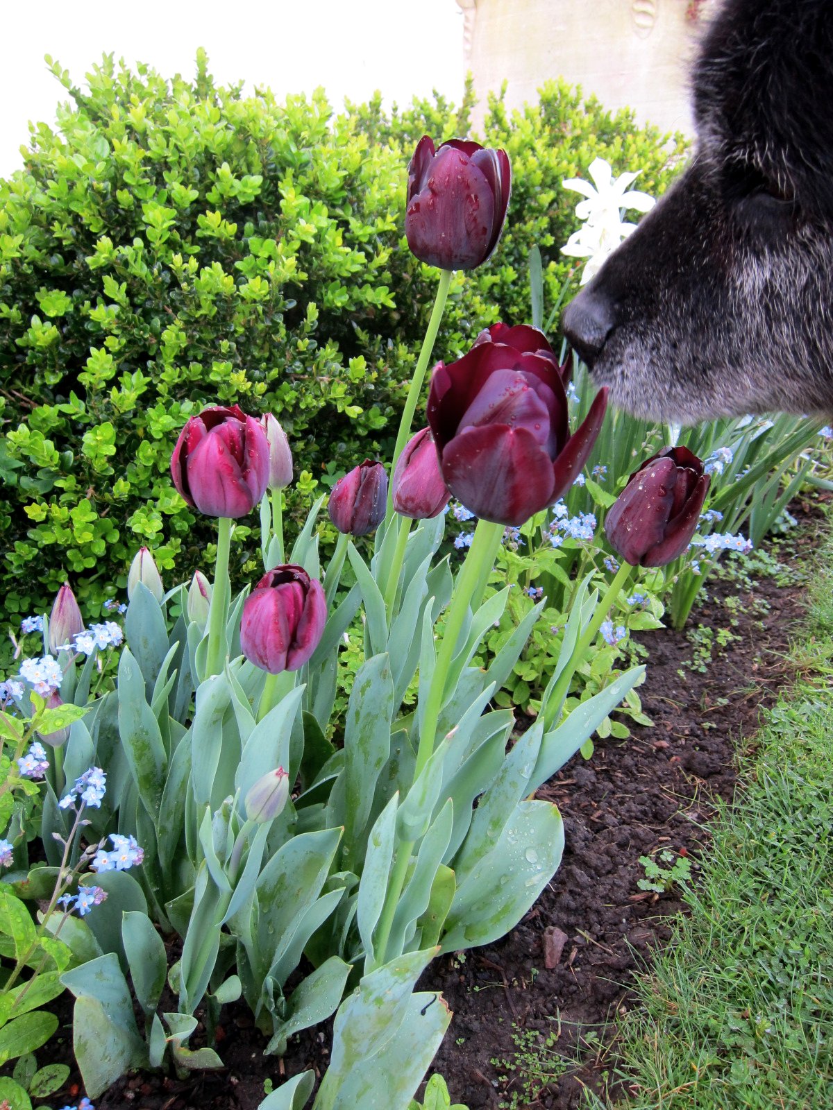 Chronica Domus: That Old Black Magic