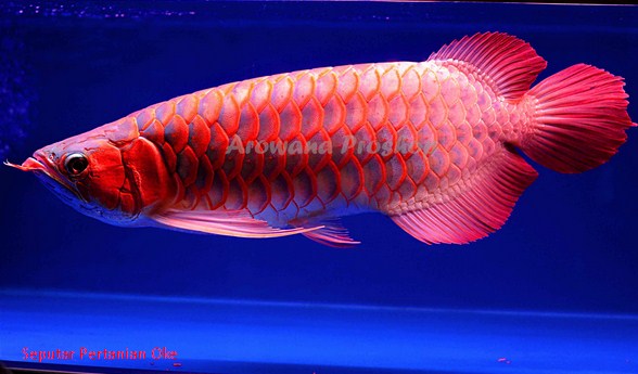 Cara Budidaya Ikan Arwana Agar Ikan Berkualitas Dan Memiliki Harga