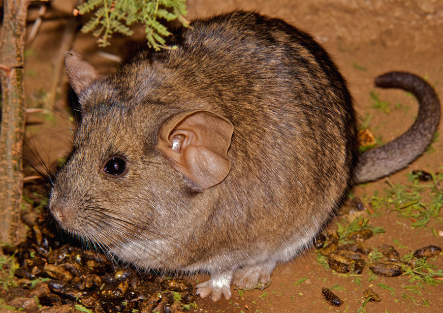 Mamíferos y marsupiales mammals of the earth: Ratón chinchilla ...