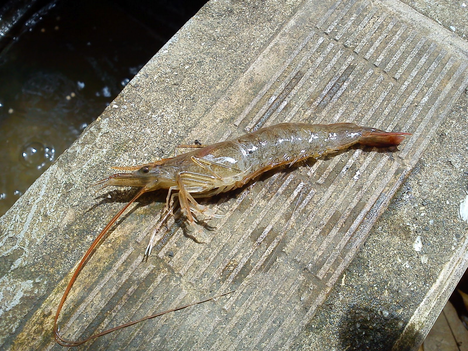 Info Kolam Hias dan Memancing Ikan: Jenis-jenis Umpan untuk Memancing
