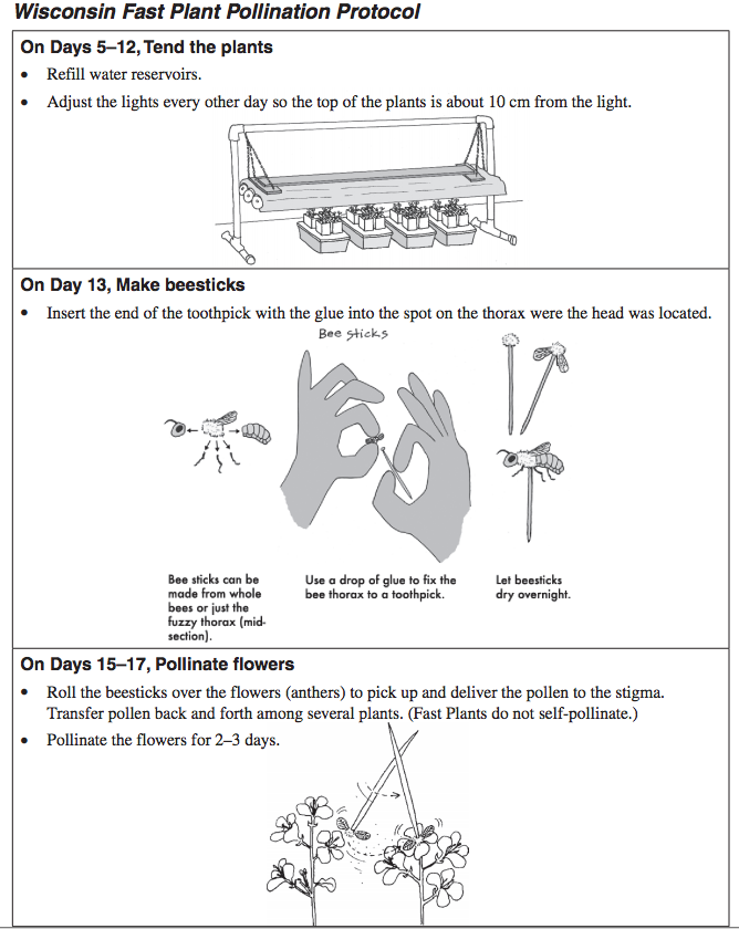 Wisconsin Fast Plants Experiment: Guidlines for your Experiment