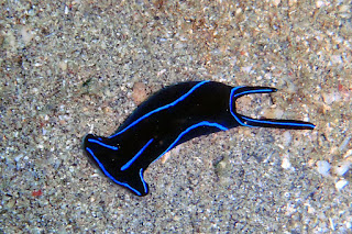 Vagabond Ventures Travel