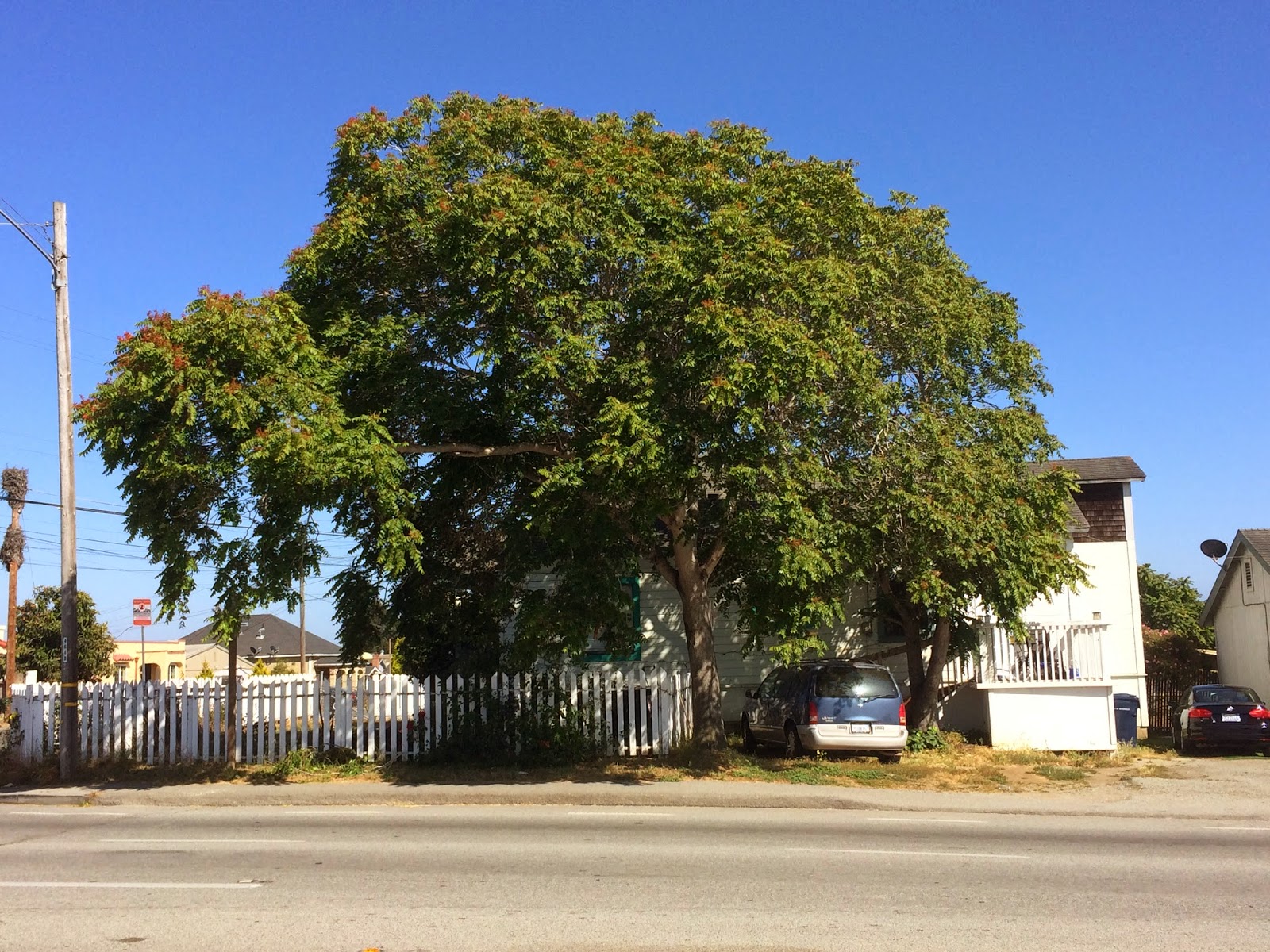Trees of Santa Cruz County: Ailanthus altissima - Tree of Heaven