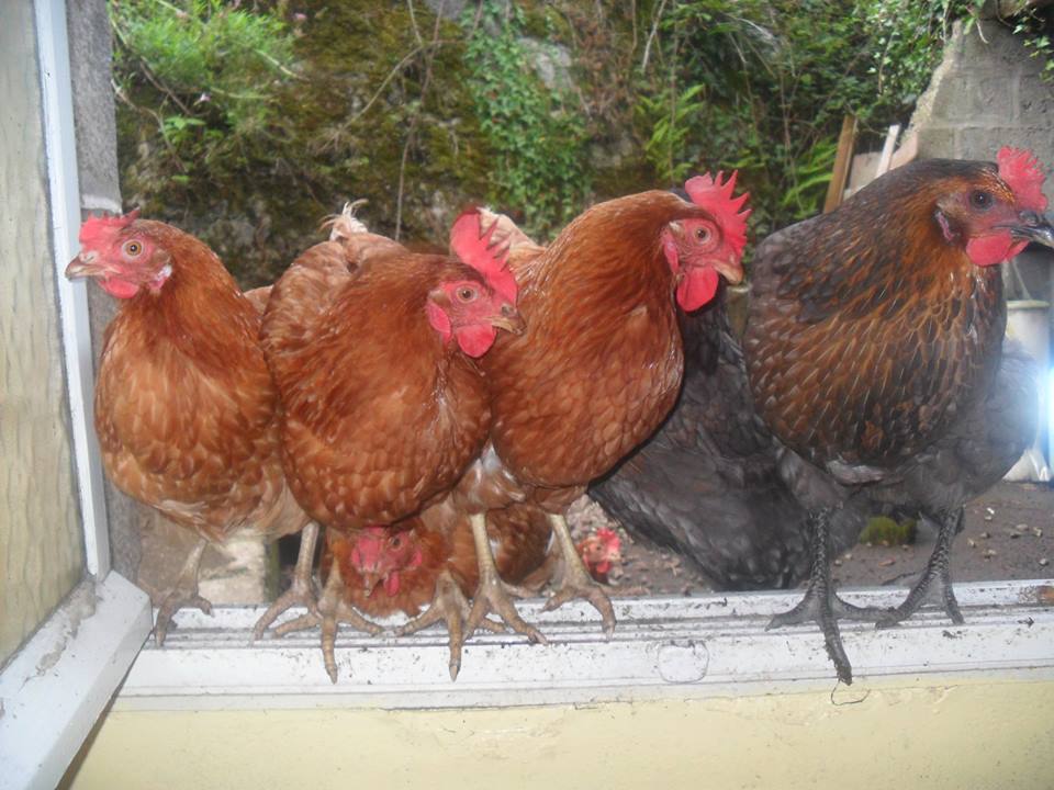 Careless Rapture: Three French Hens