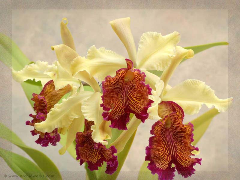 Jom Tanam Bunga: Anggerik Ke Orkid?