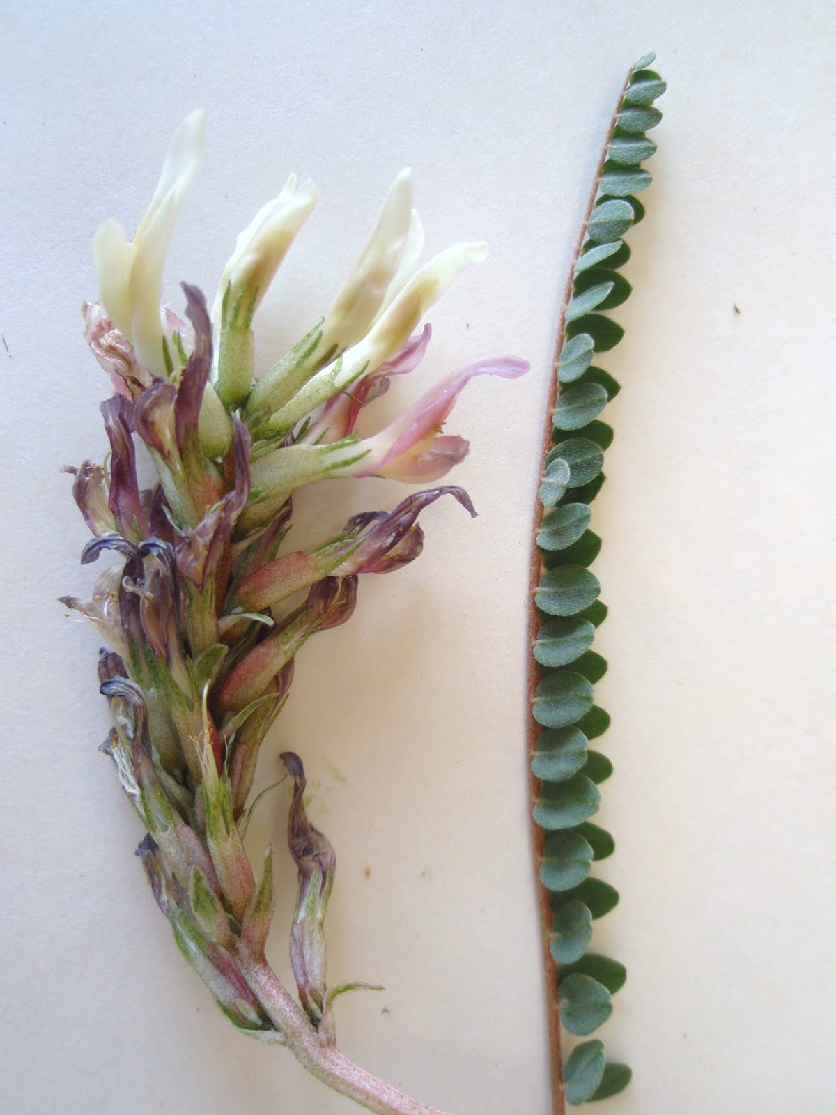 HERBARIO VIRTUAL DE BANYERES DE MARIOLA Y ALICANTE: Astragalus ...