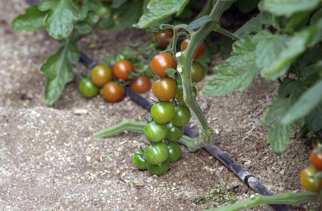 El circo de la vida: Tomates "ecológicos": más pequeños pero más ...