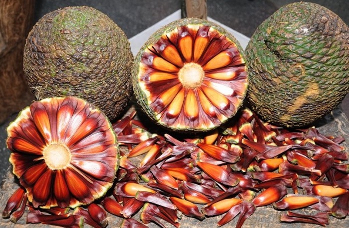 Studio Floral Dora Santoro: Cor de Pinhão