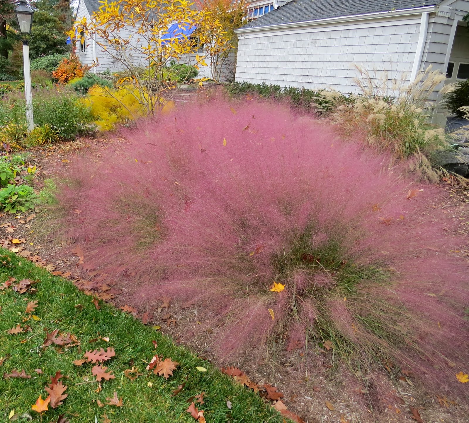 Princeton Nature Notes: Purple Muhly Grass and Piedmont Prairies