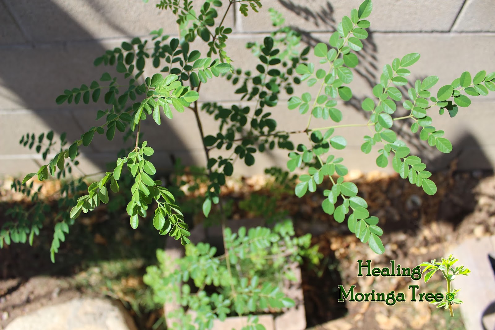 Healing Moringa Tree: Healing Moringa Tree