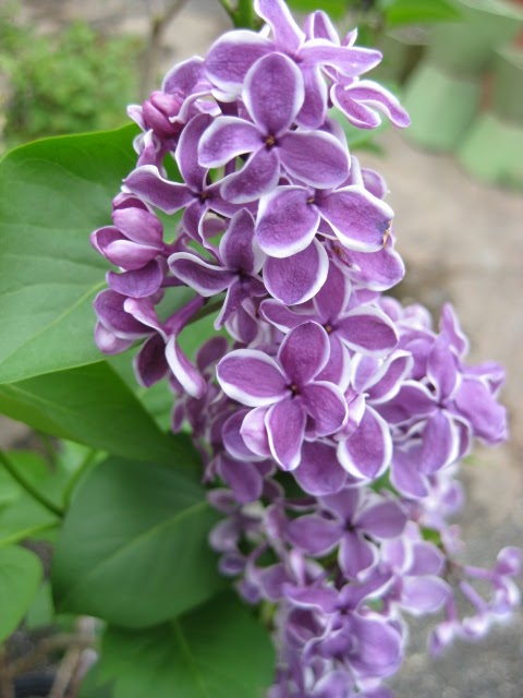 Victoria Gardens: Oh-la-la Lilacs!