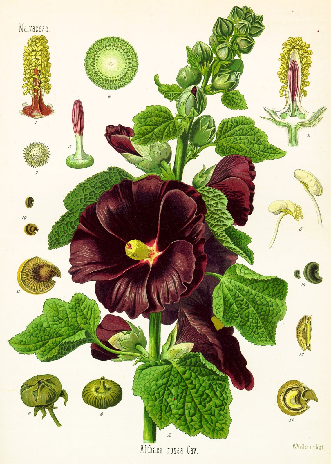 VADEMECUM NATURAL. FARMACOGNOSIA.: MALVA Y ALTEA