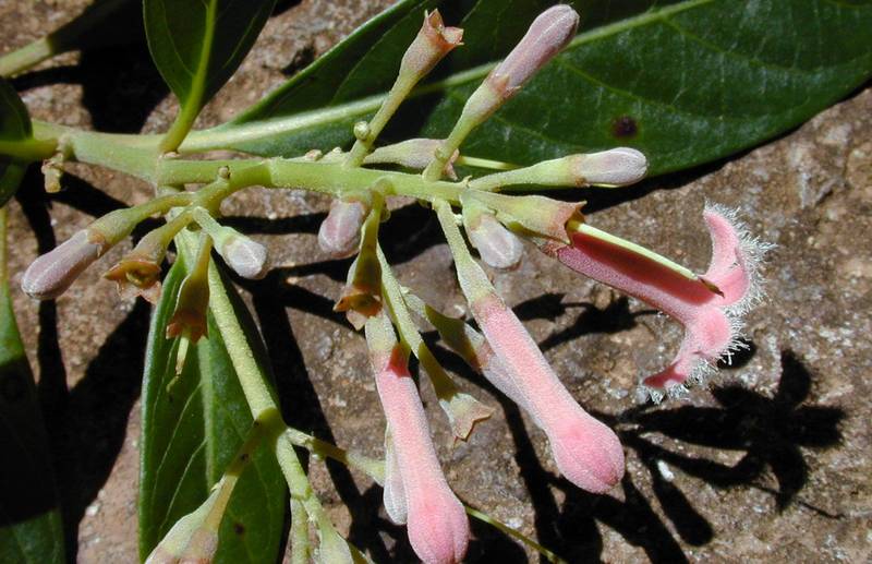 EKOGEO: KINA : TANAMAN OBAT MALARIA