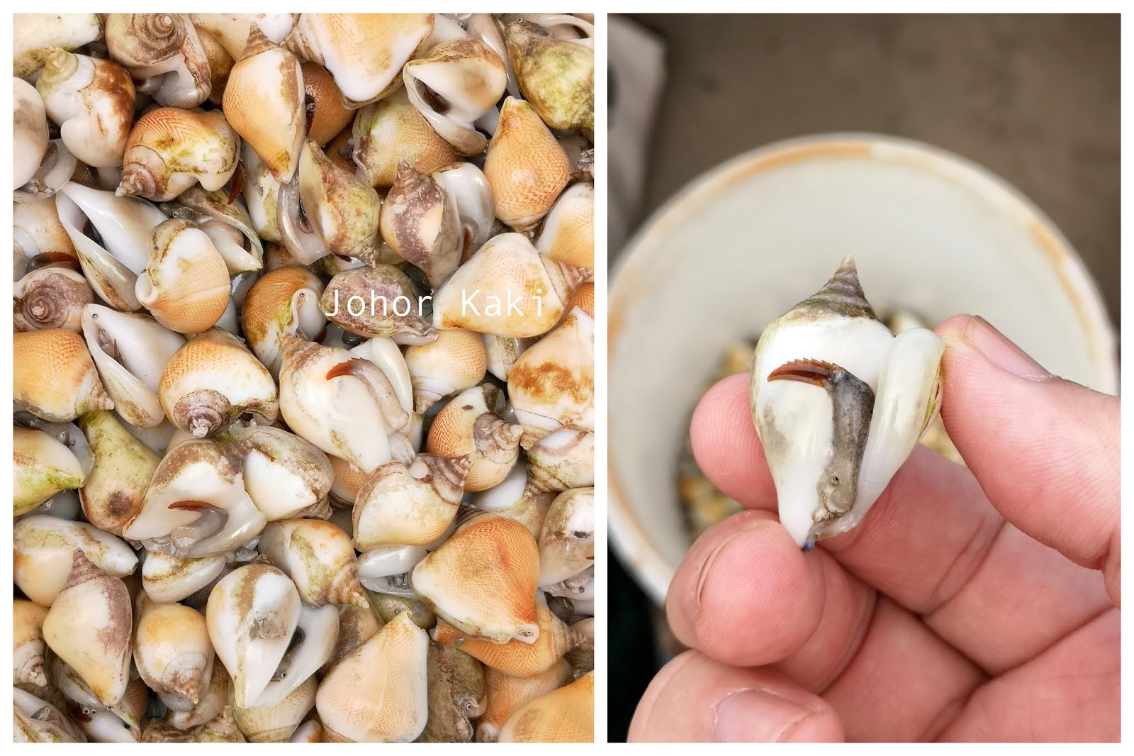 Eating Gong Gong during Padang Melang Festival: Sea Snail Icon of Batam ...