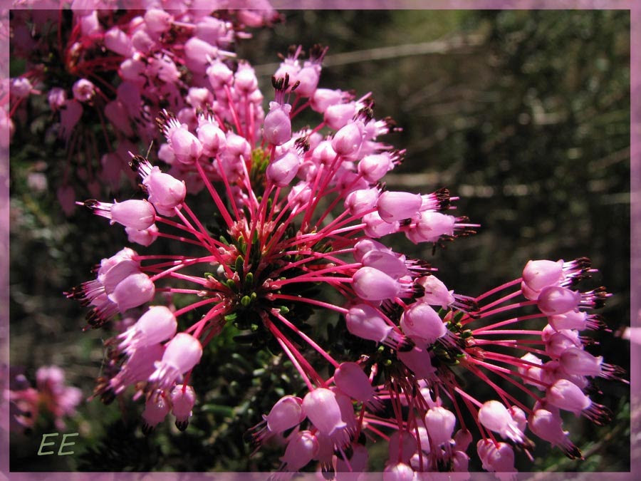 Mallorca es así también: Flora silvestre en la costa de Mallorca