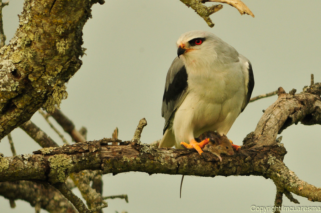 DISFRUTANDO DEL CAMPO: ¡Ya tenemos listo el hide del elanio azul!